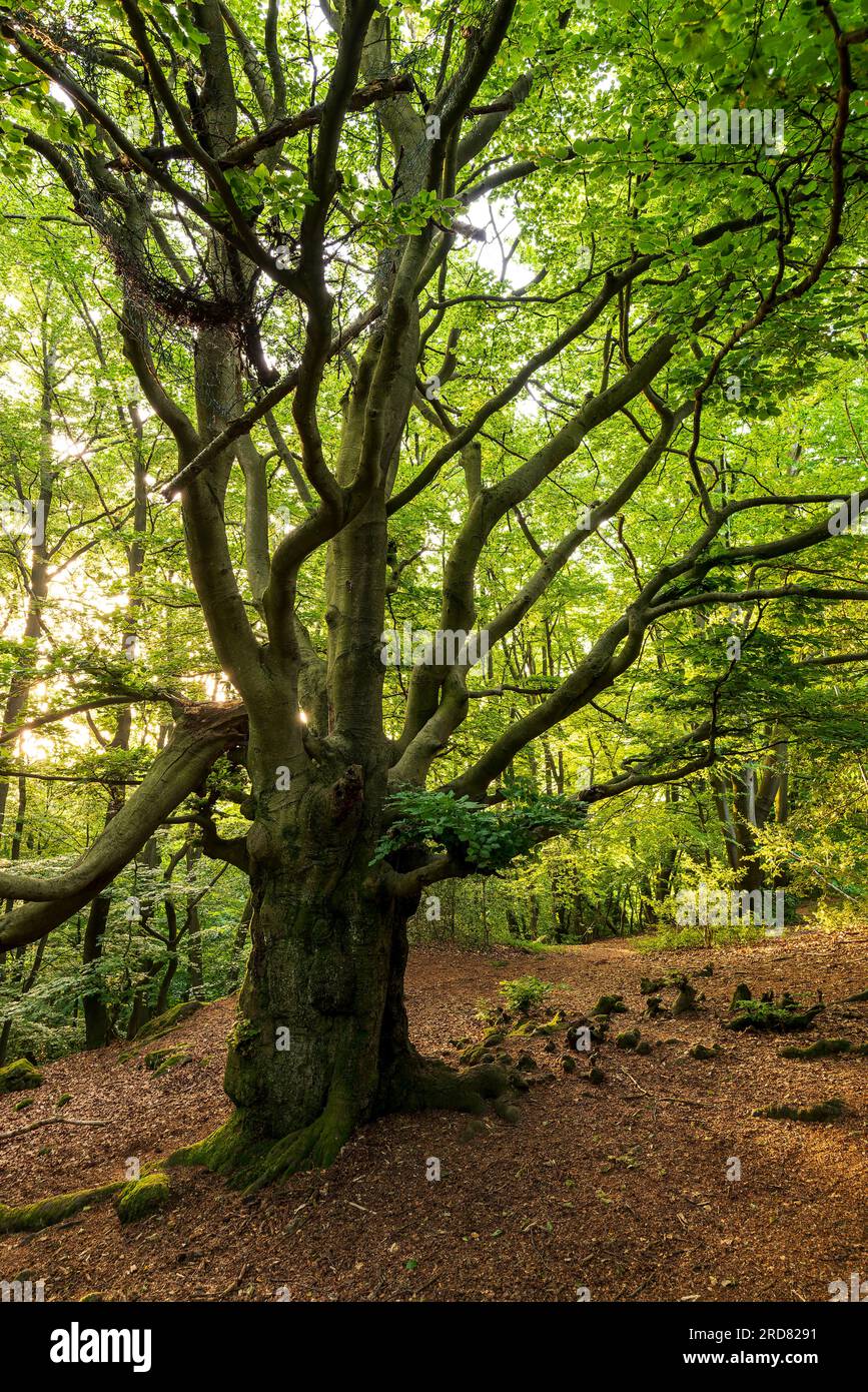 Old beech tree with twisted branches in a tranquil forest, Teutoburg ...