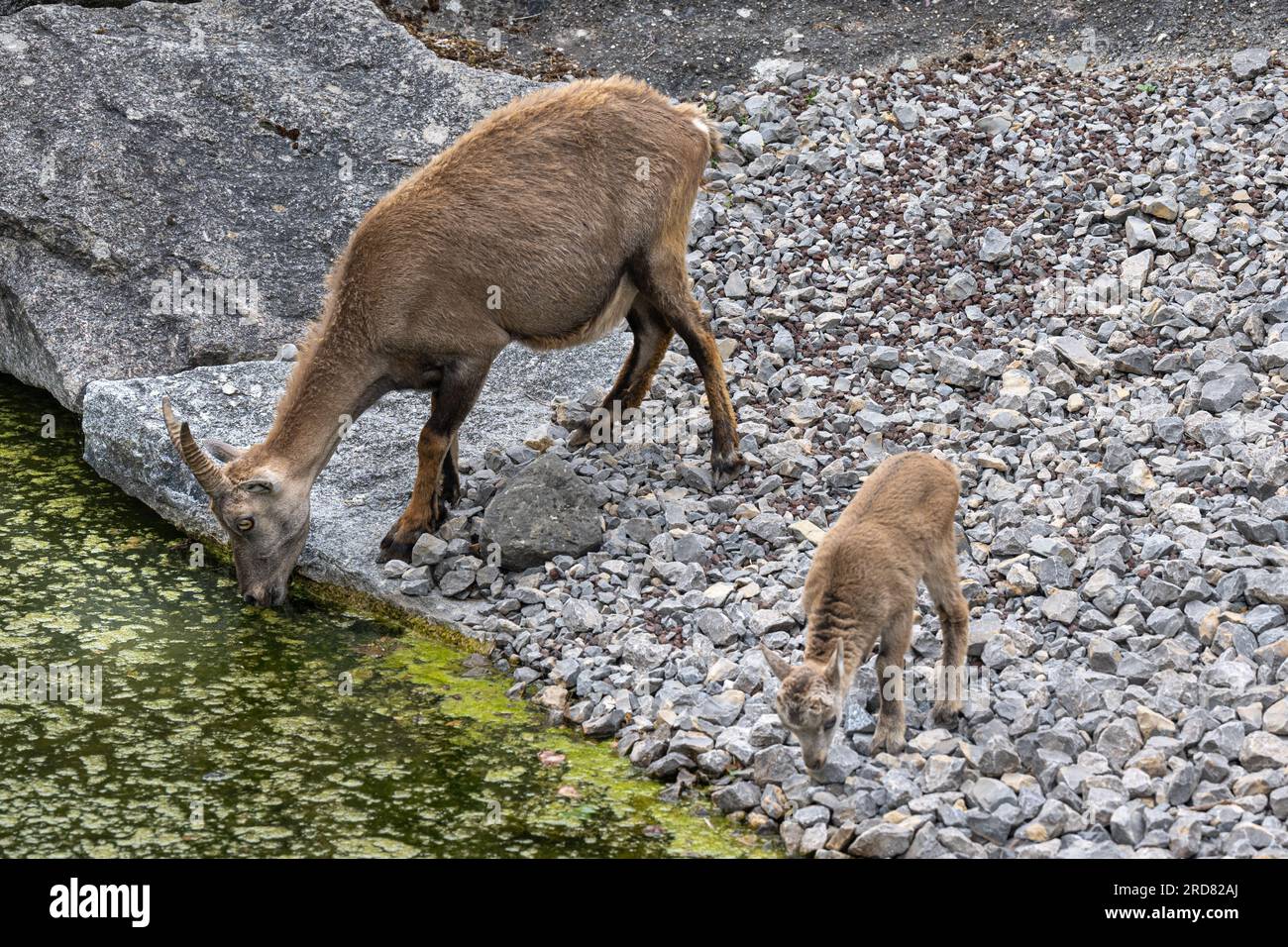 Alpine drink hi-res stock photography and images - Alamy