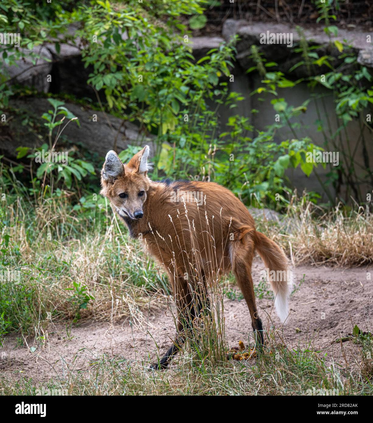 Maned Wolf (Chrysocyon brachyurus) in typical Cerrado grassland habitat ...