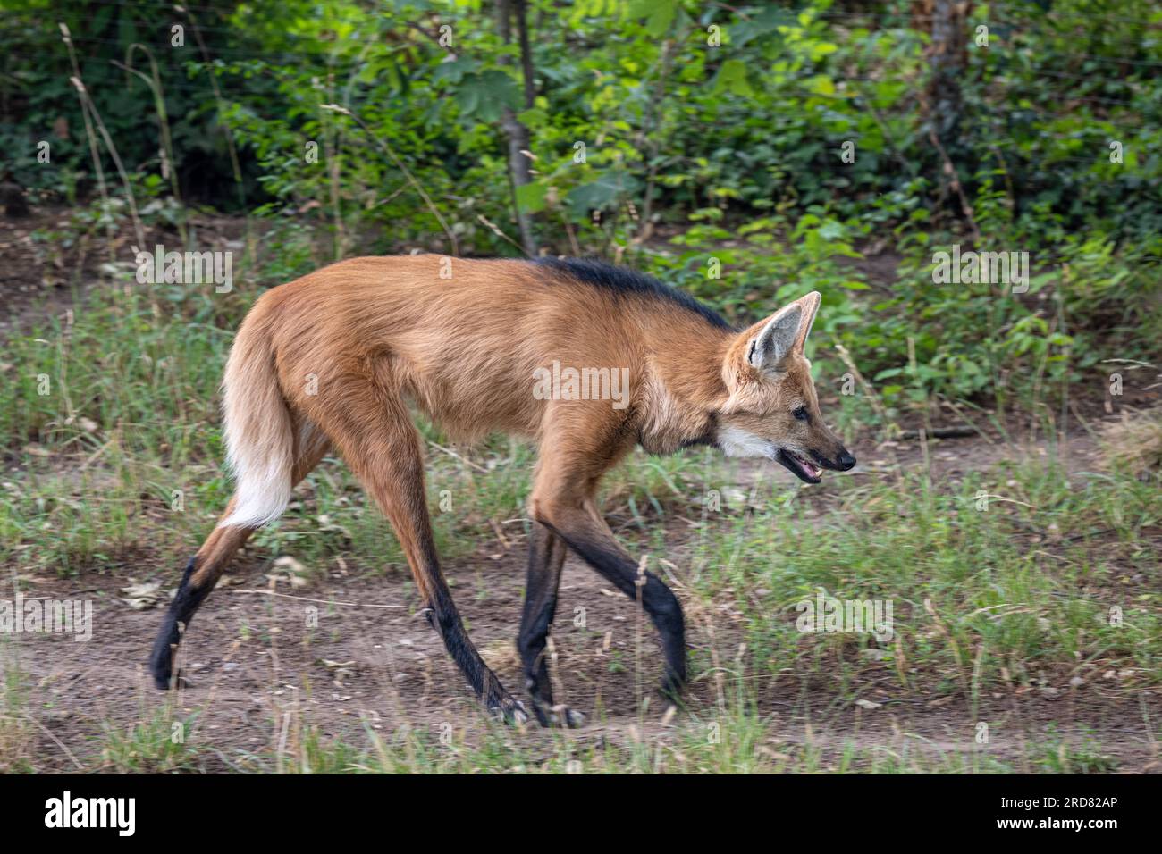 Maned Wolf (Chrysocyon brachyurus) in typical Cerrado grassland habitat ...