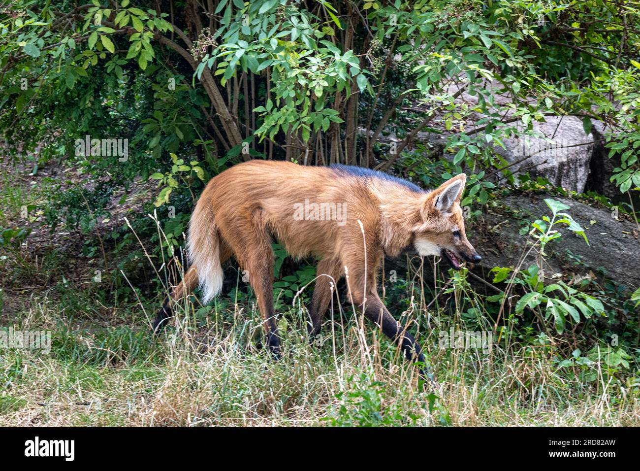 Maned Wolf (Chrysocyon brachyurus) in typical Cerrado grassland habitat ...