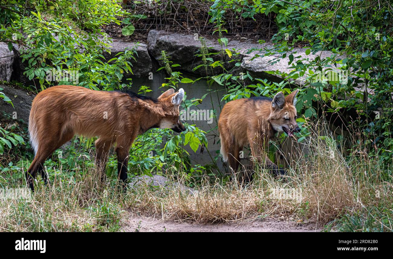 Maned Wolf (Chrysocyon brachyurus) in typical Cerrado grassland habitat ...