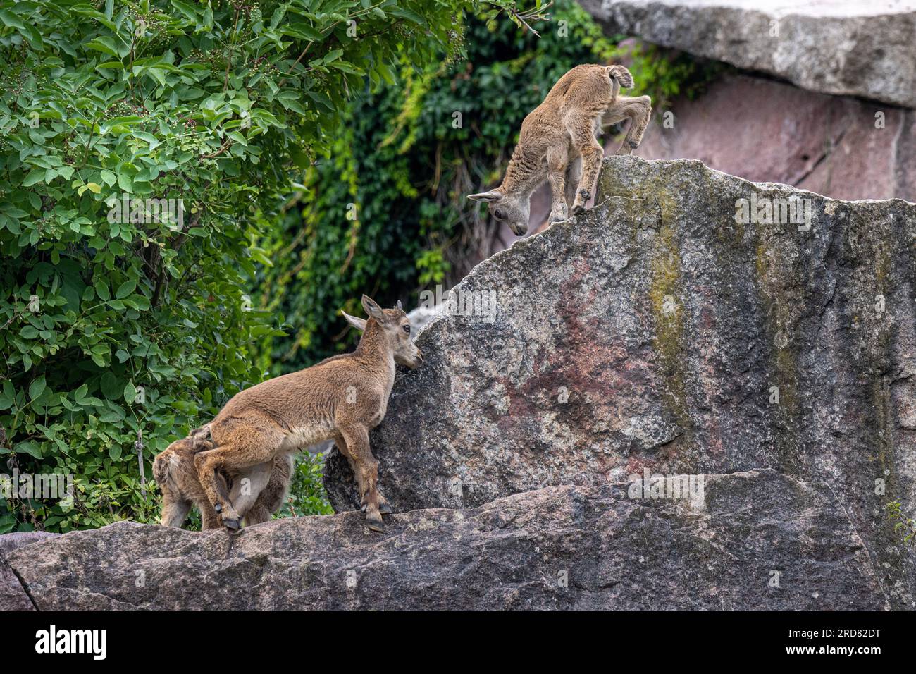 Alpine Ibex (Capra ibex). Young animals at play Stock Photo - Alamy