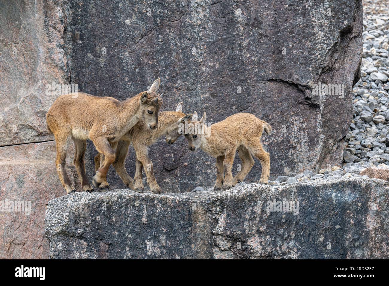 Alpine Ibex (Capra ibex). Young animals at play Stock Photo - Alamy