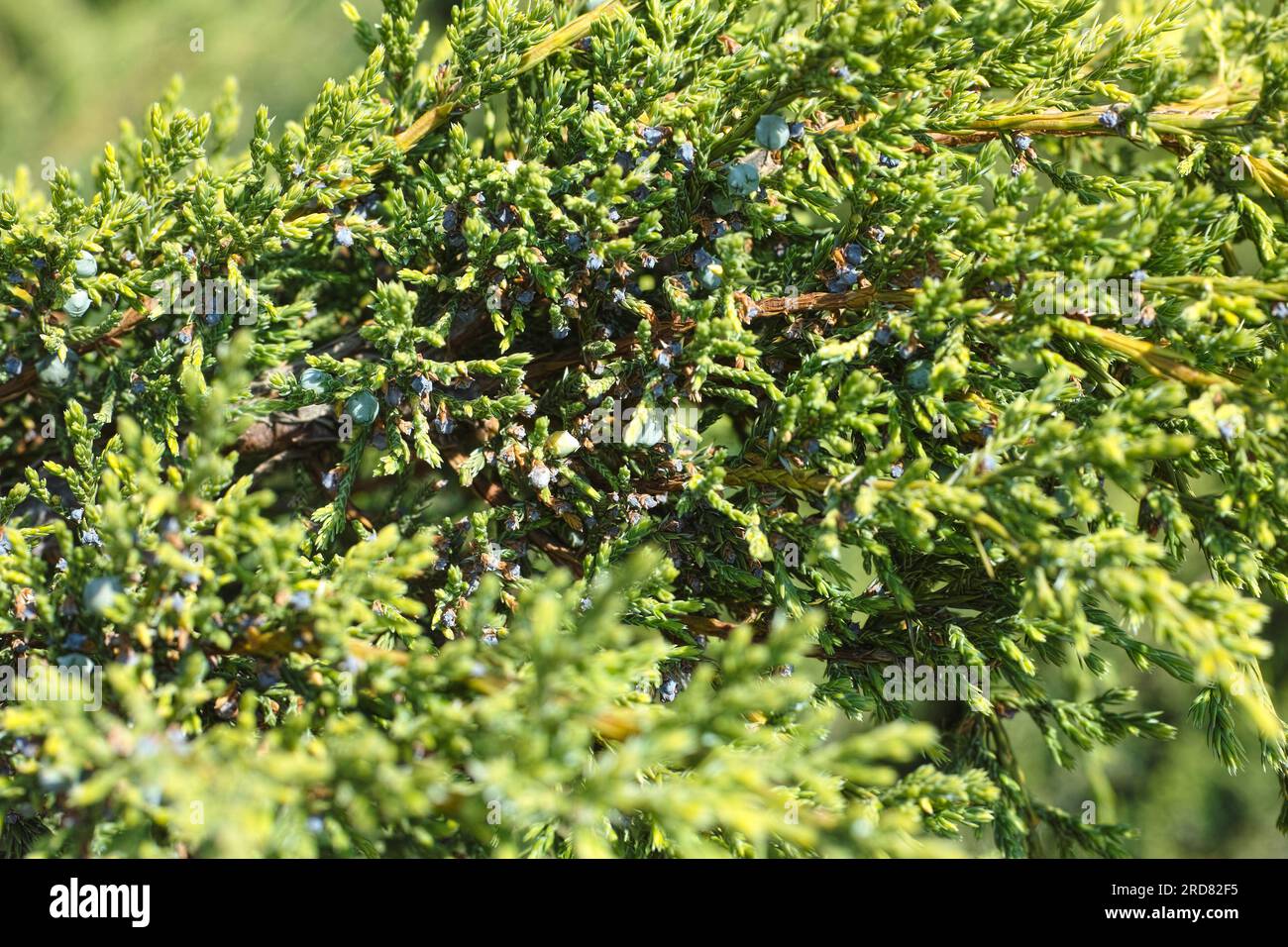 A close-up shot of a juniper plant with blue cones on it Stock Photo ...
