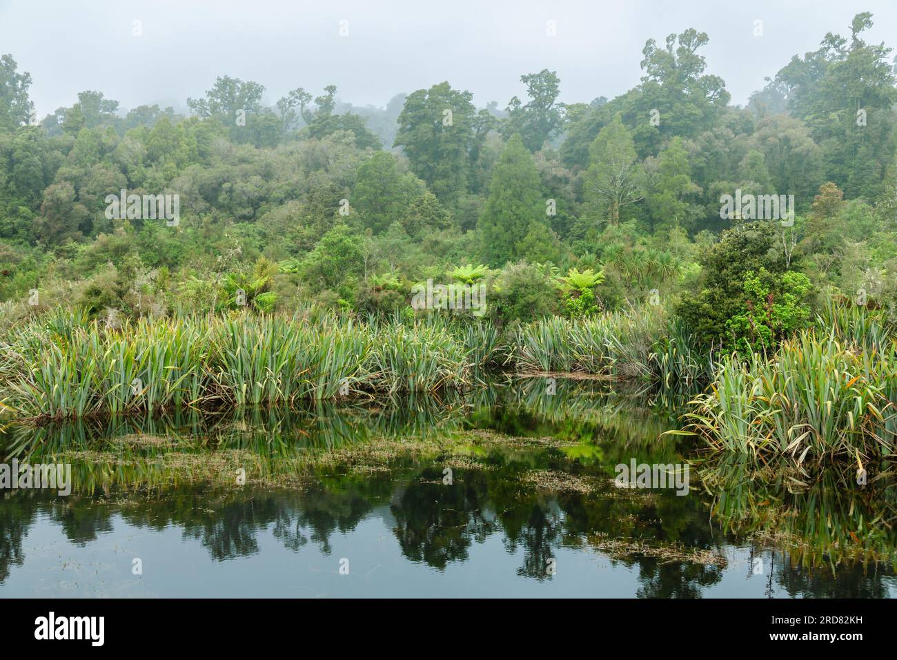 Swamp area on the Haast road at West Coast of South Island of New ...