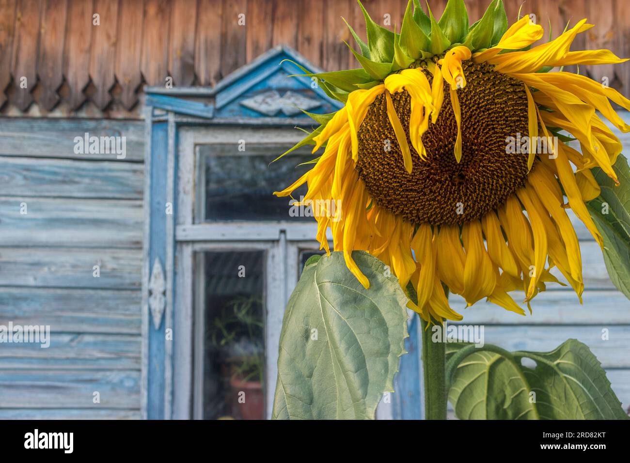Yellow sunflower growing in front of the window of a village house ...