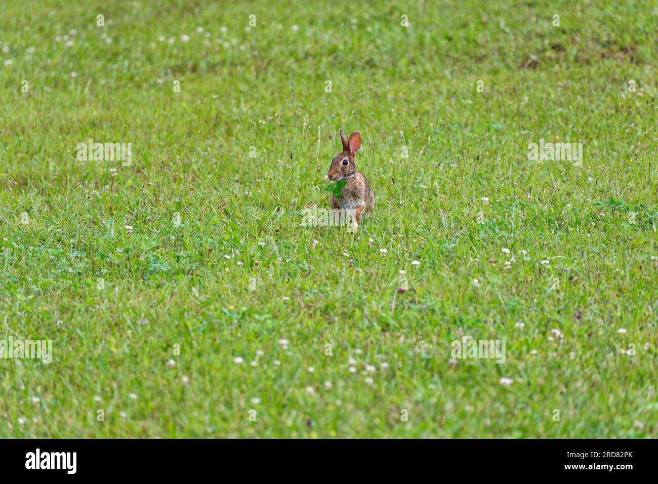 Adult eastern cottontail rabbit grazing in the grass sitting upright ...