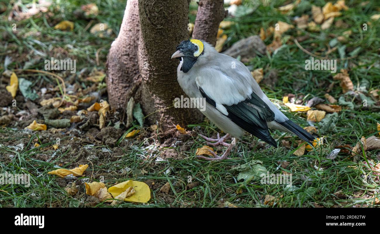Wattled Starling (Creatophora cinerea) adult male Stock Photo - Alamy