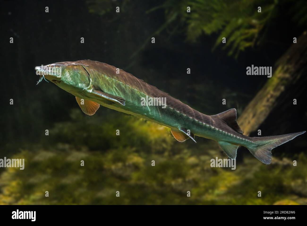 Russian sturgeon (Acipenser gueldenstaedtii), Ossietra sturgeon or ...