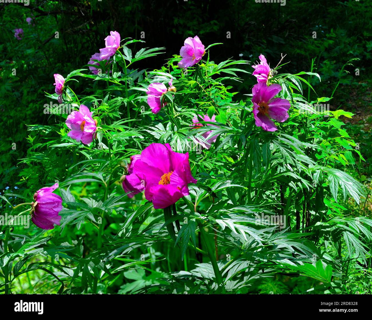 Flowering bush of wild peony (Paeonia anomala) in siberian forest ...
