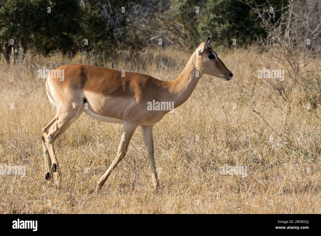 Rooibok hi-res stock photography and images - Alamy