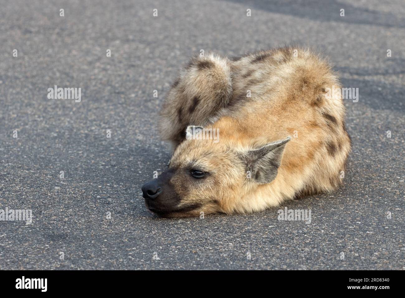 South africa spotted hyenas hi-res stock photography and images - Alamy
