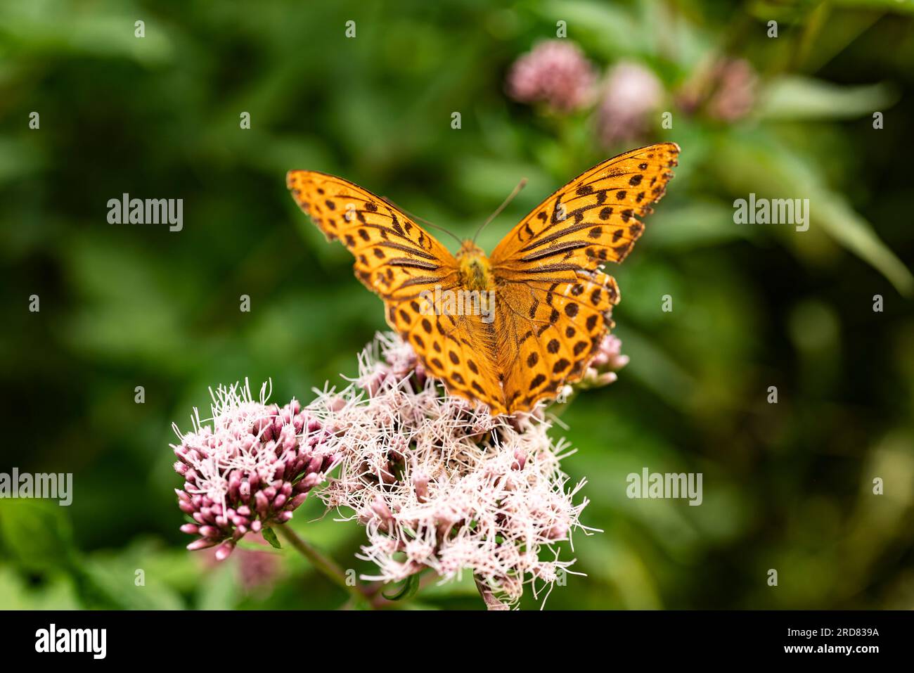 Macro photography of a beautiful silver-washed fritillary butterfly ...