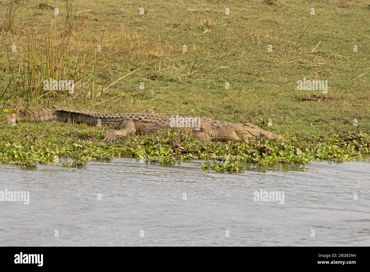 Kruger national park crocodiles hi-res stock photography and images - Alamy