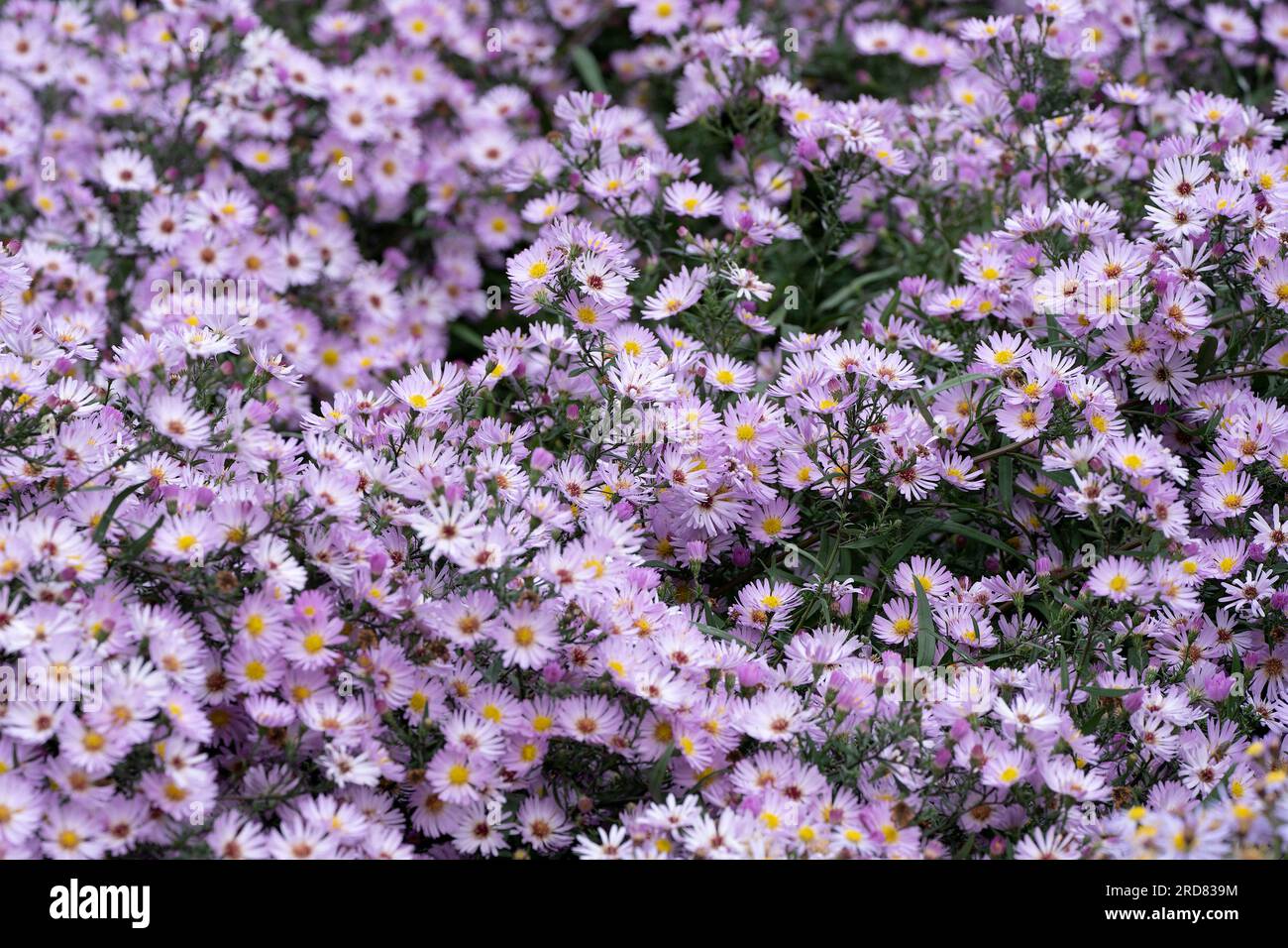 Landscaping aster alpinus hi-res stock photography and images - Alamy