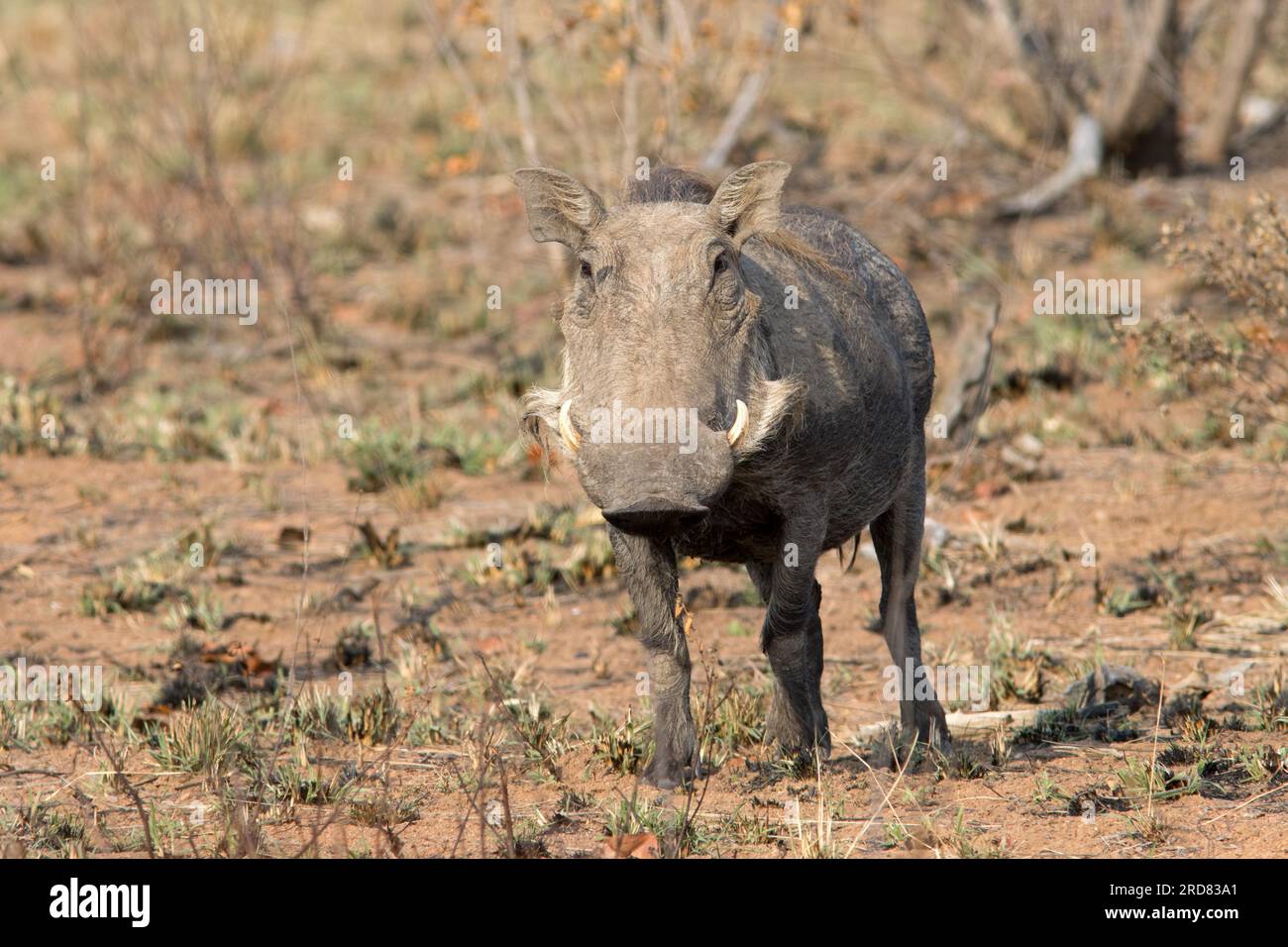Common warthogs hi-res stock photography and images - Alamy