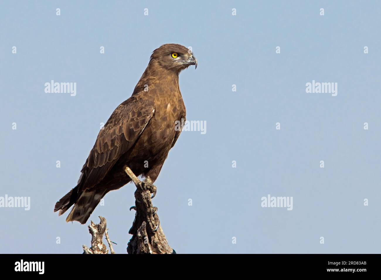 Brown Snake Eagle Stock Photo - Alamy