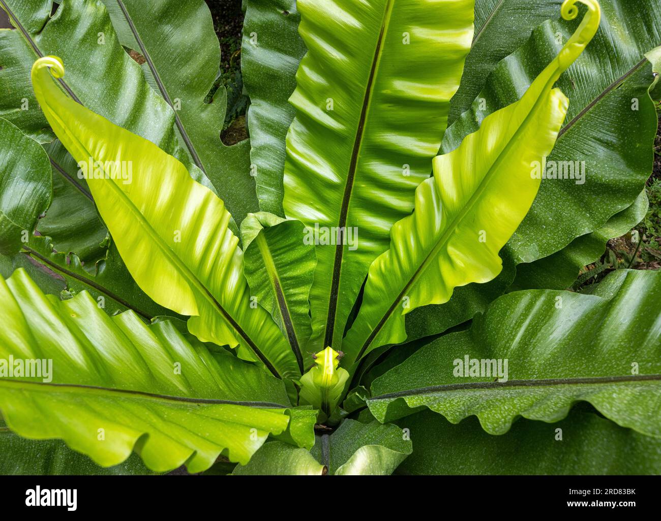 Bird nest fern (Asplenium Nidus). Botanical garden KIT Karlsruhe ...