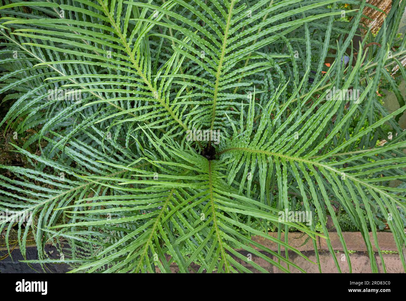 Blechnum moorei. Brazilian Tree Fern is a compact grower and an ...