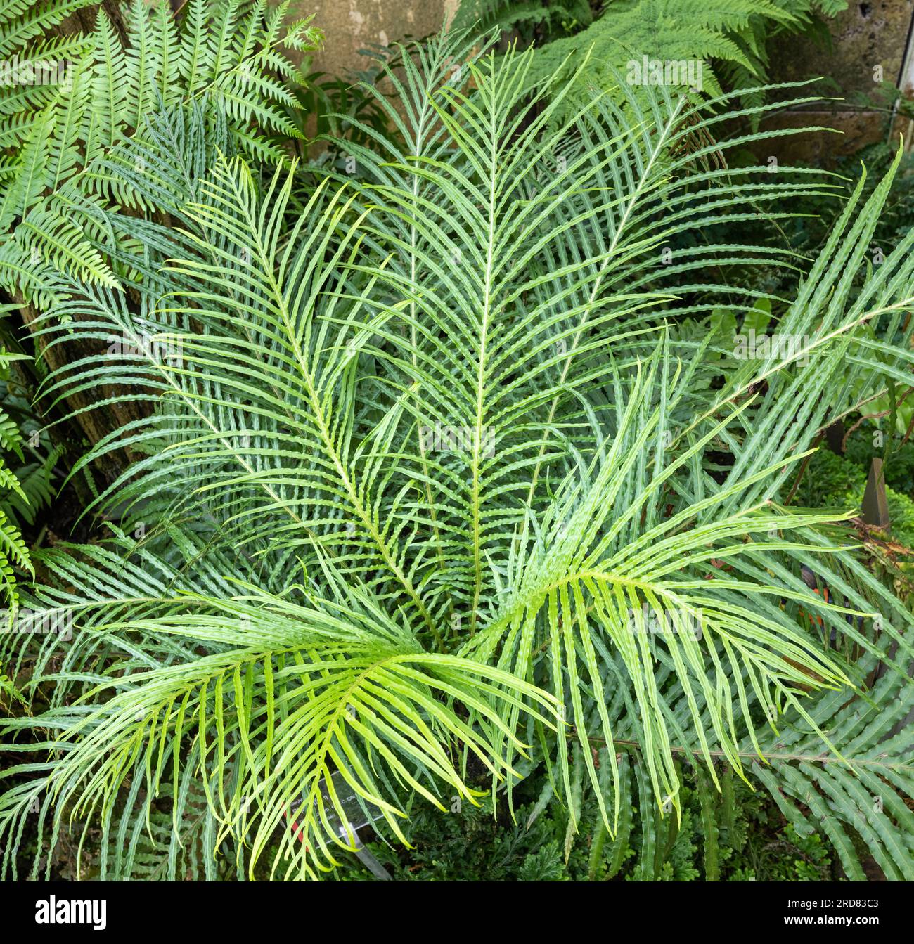 Blechnum moorei. Brazilian Tree Fern is a compact grower and an ...