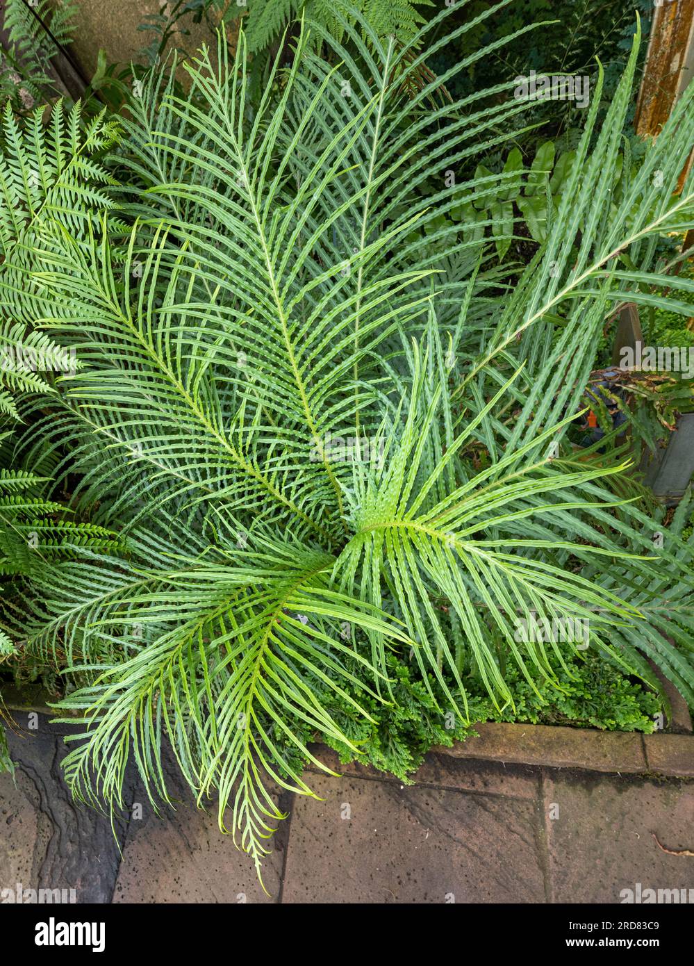 Blechnum moorei. Brazilian Tree Fern is a compact grower and an ...