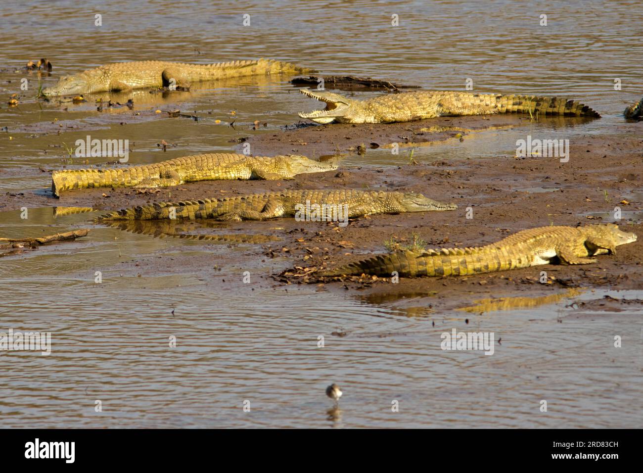 Nile crocodiles hi-res stock photography and images - Alamy