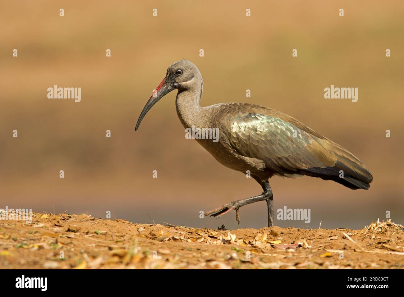 Hadeda ibis hi-res stock photography and images - Alamy