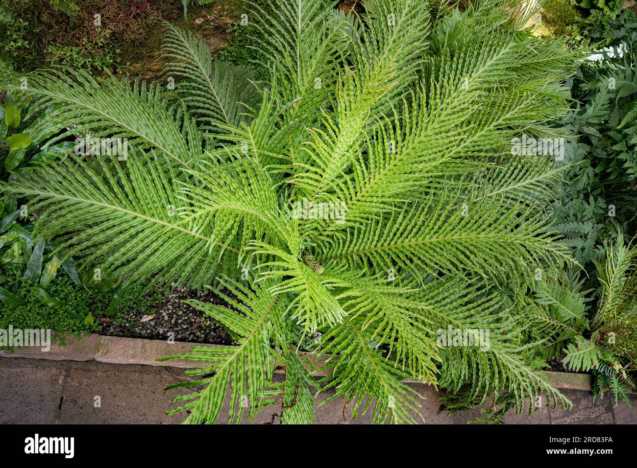 Blechnum gibbum (commonly called Silver Lady) is a ‚hard fern‘ of the ...