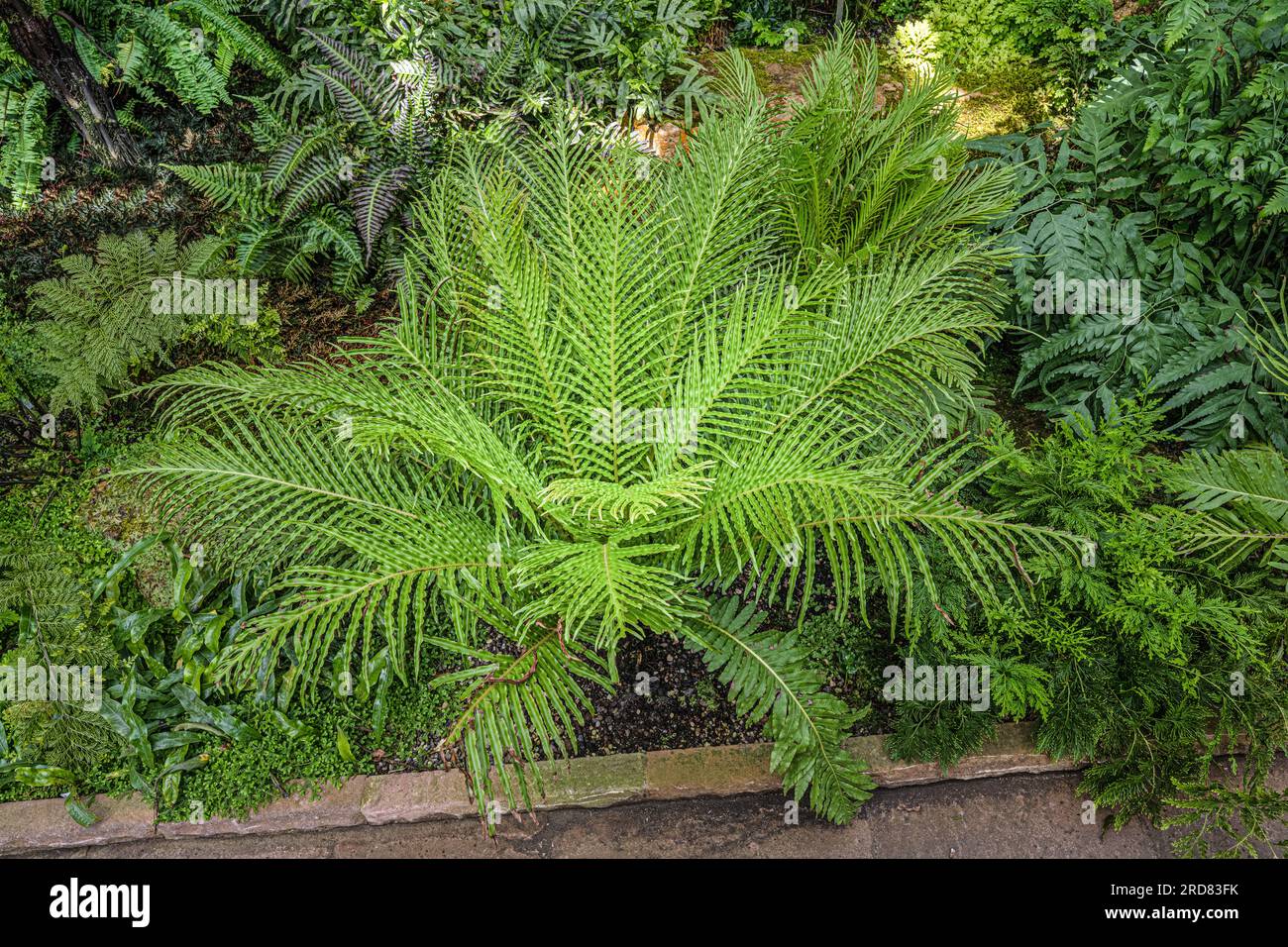 Blechnum gibbum (commonly called Silver Lady) is a ‚hard fern‘ of the ...