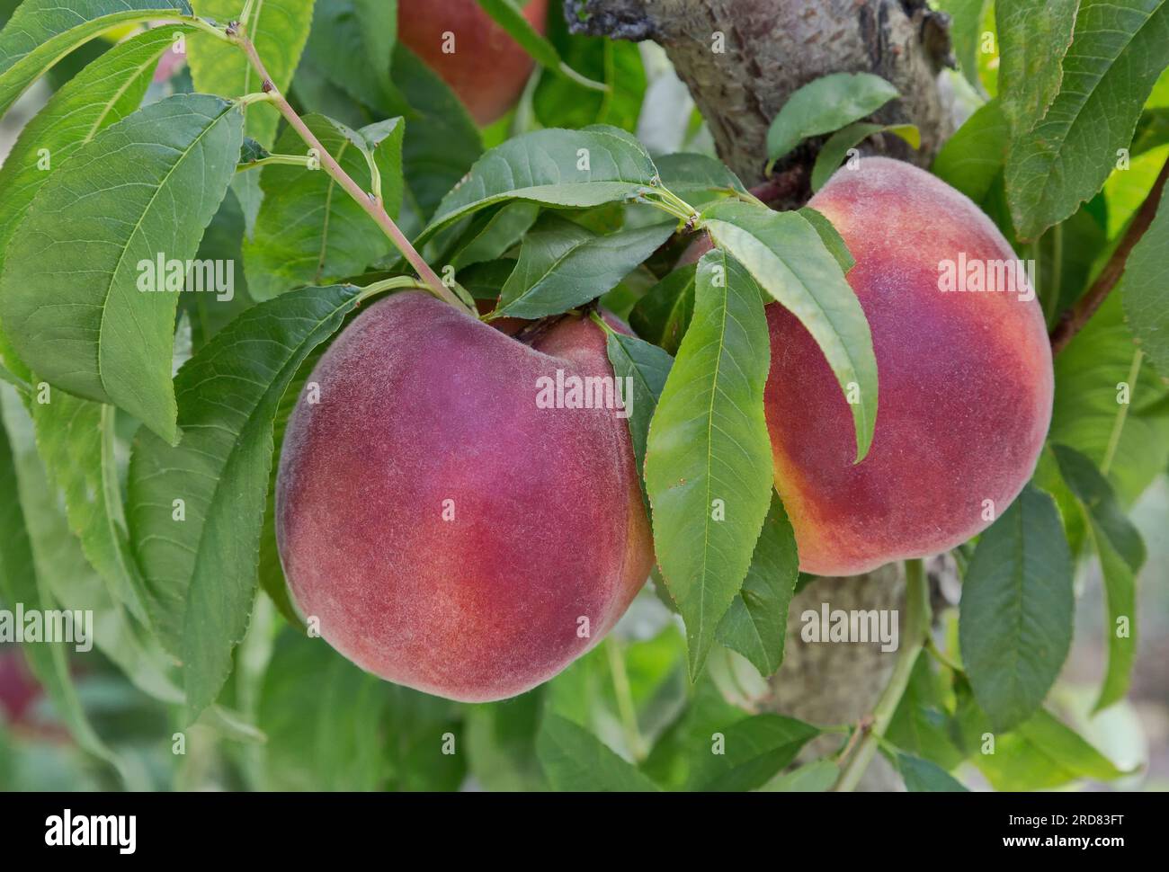 Punus persica hi-res stock photography and images - Alamy