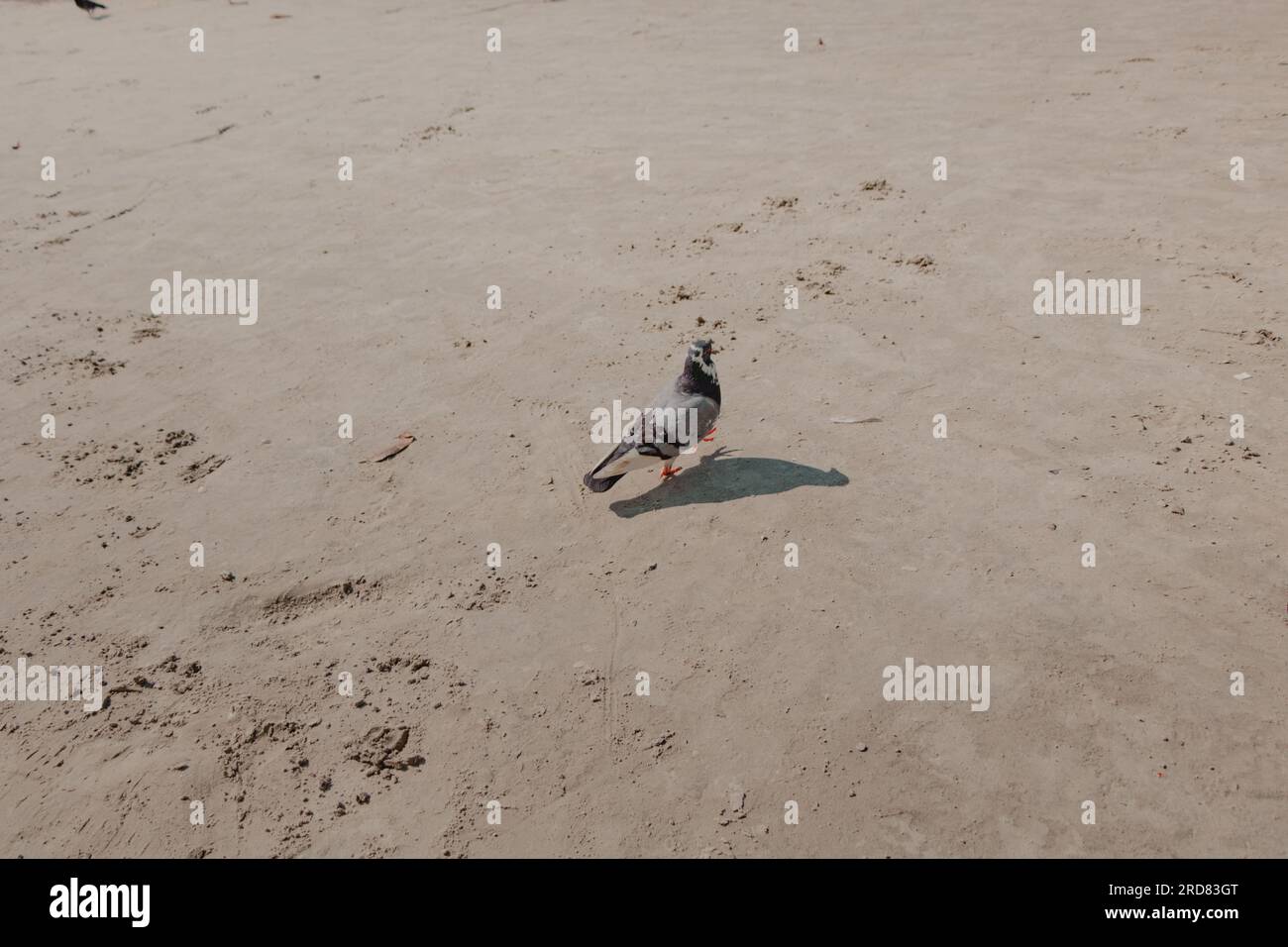 Dove walk hi-res stock photography and images - Alamy