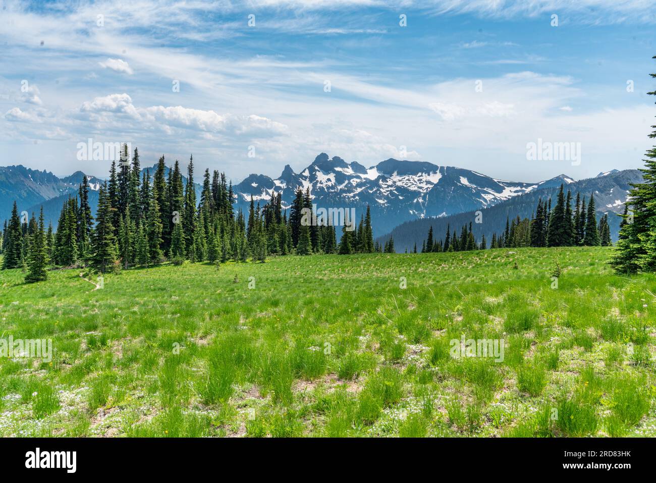 A view of a meadow with evergreen trees near Mount Rainier in ...