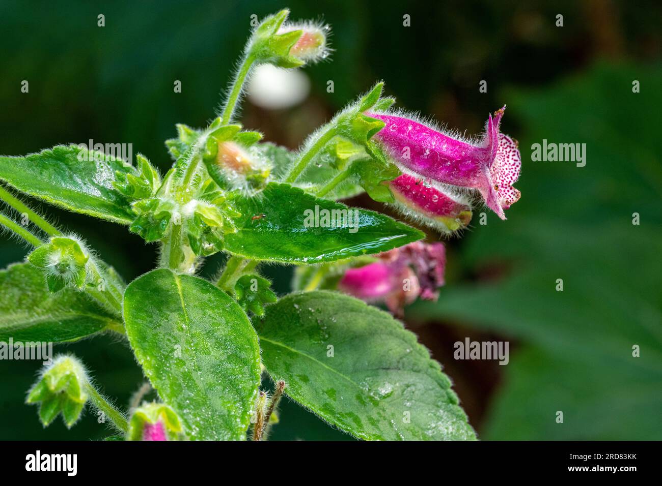 Ampallang hi-res stock photography and images - Alamy