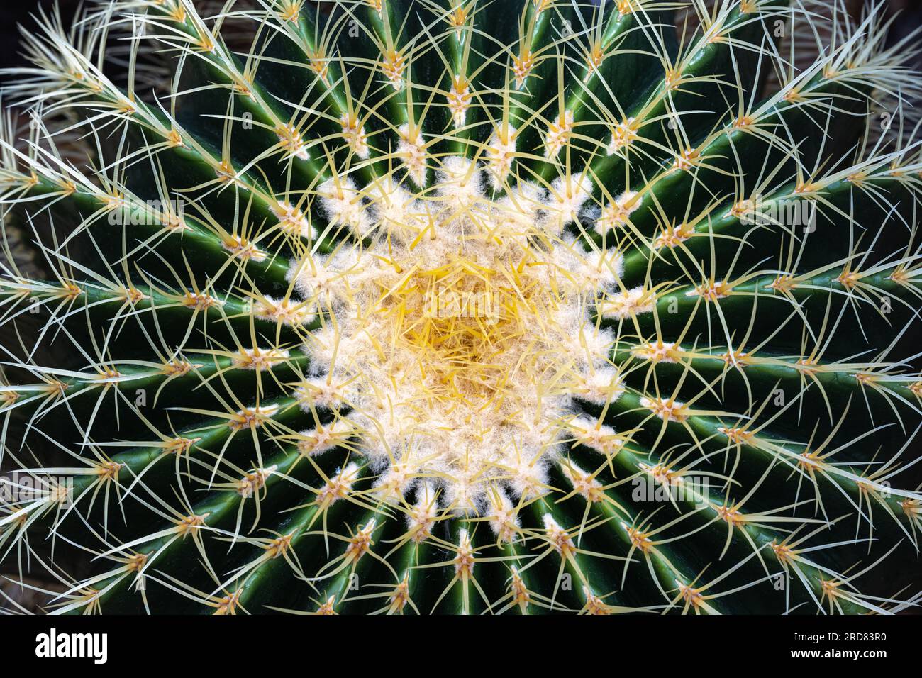 Golden barrel cactus (Echinocactus grusonii). Habitat Mexico. The ...
