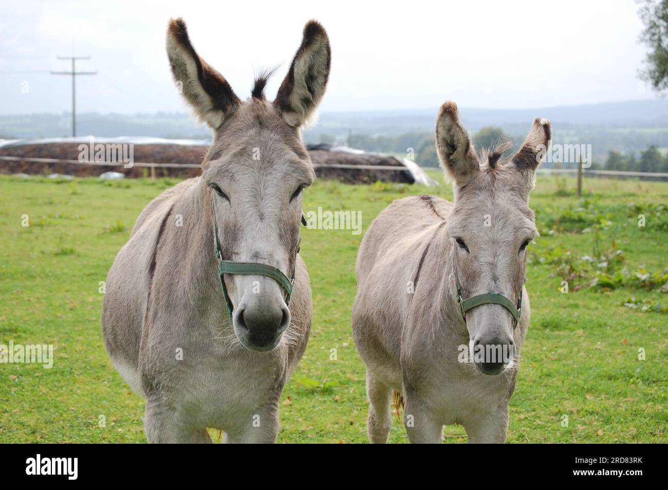 Donkey at gallop hi-res stock photography and images - Alamy