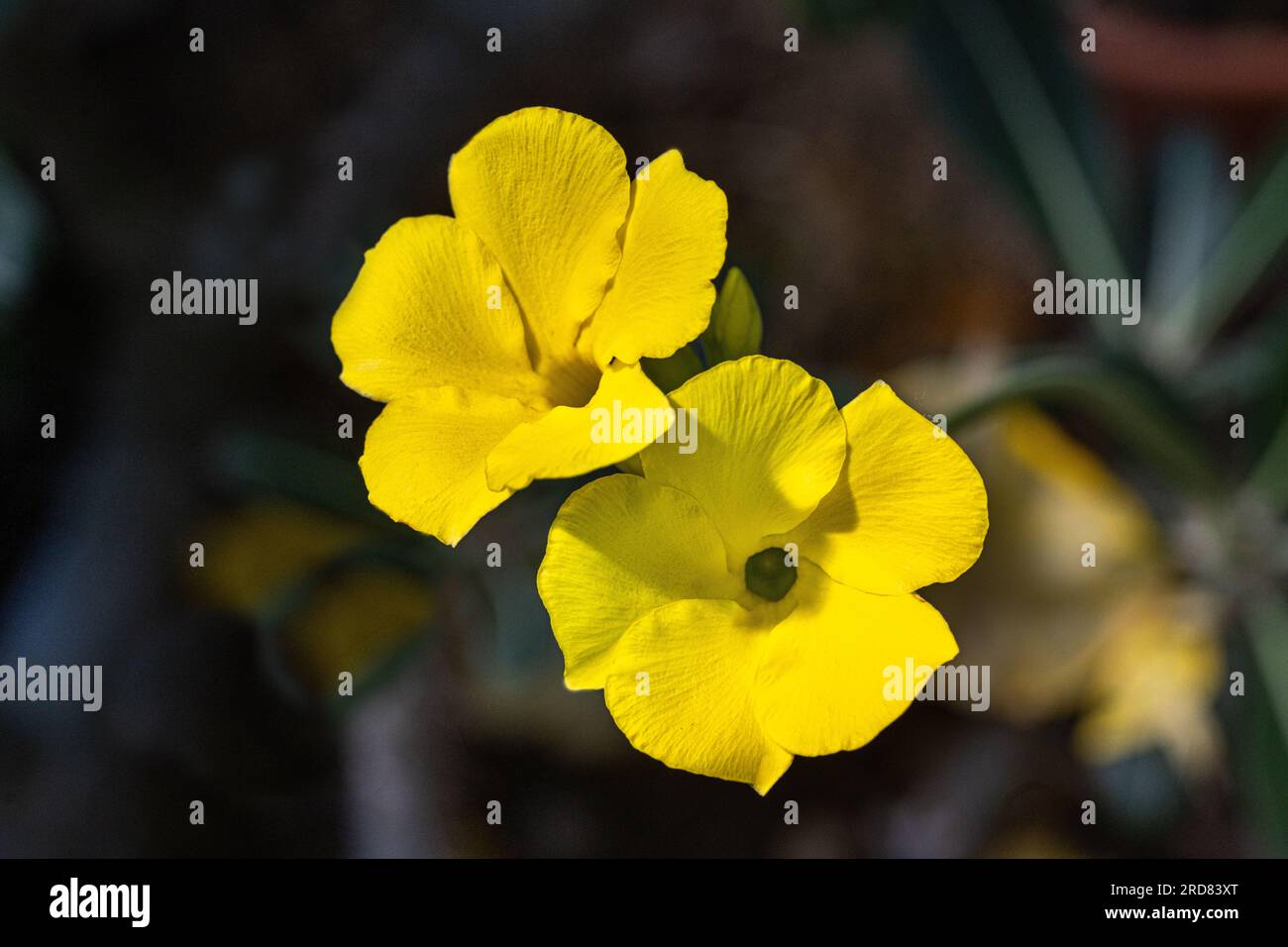 Elephants foot plant (Pachypodium rosulatum) blossom. Botanical Garden ...