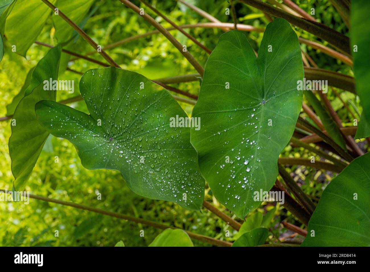 Taro, coco yam, or Eddoe (Colocasia esculenta) leaves Stock Photo - Alamy
