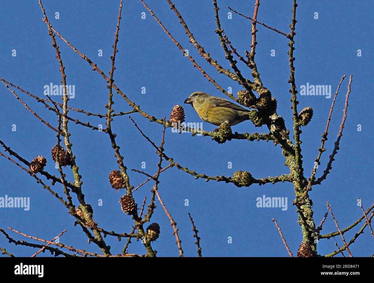 Common crossbill cone hi-res stock photography and images - Alamy