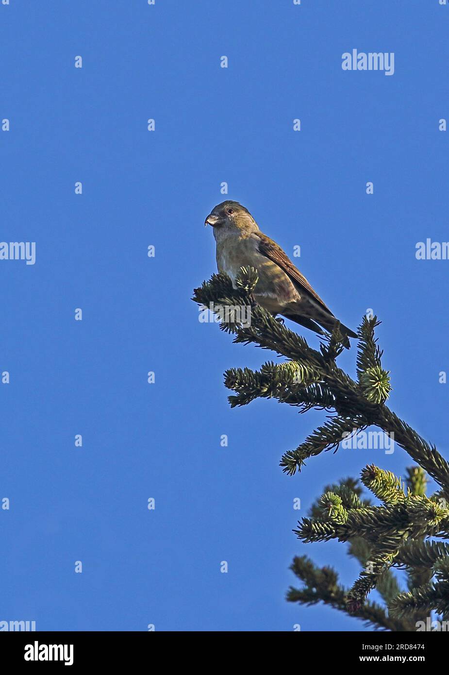 Conifer common crossbill uk hi-res stock photography and images - Alamy