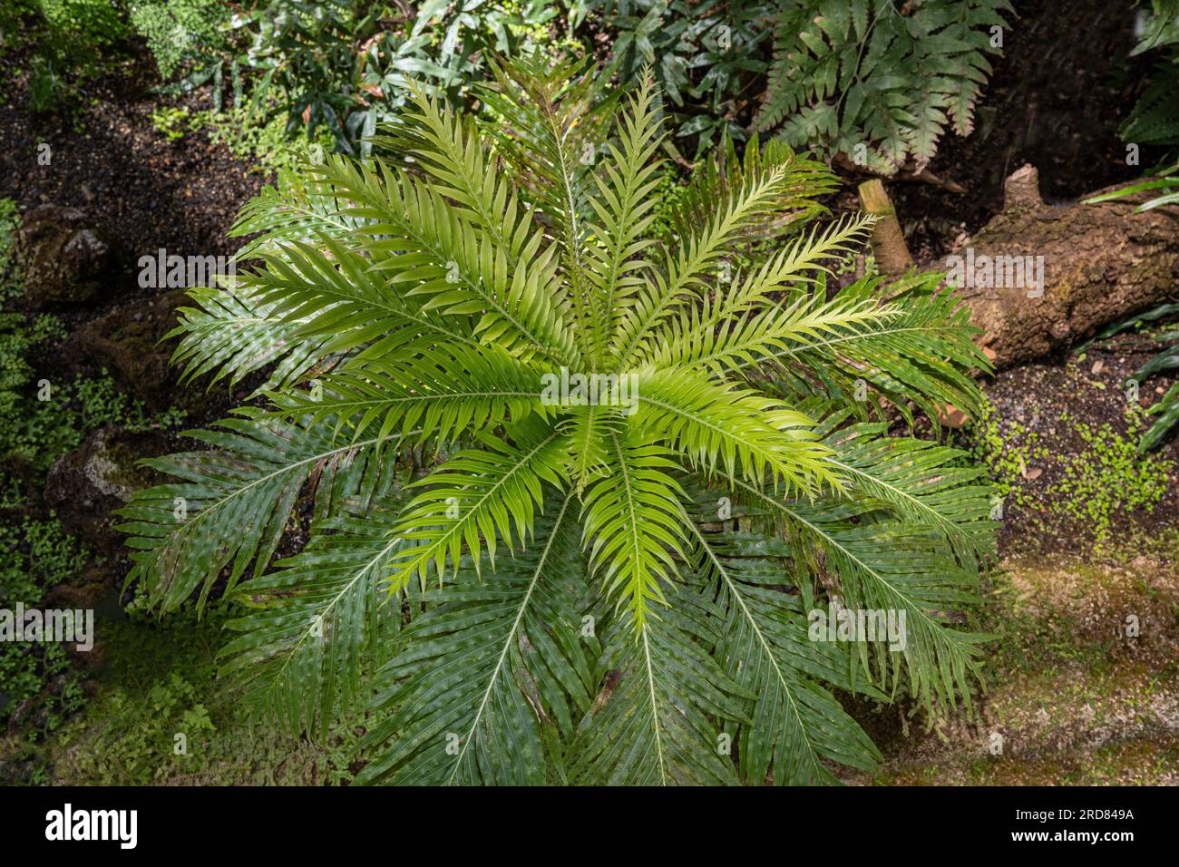 Blechnum gibbum called Silver lady or Dwarf tree fern (Blechnaceae ...