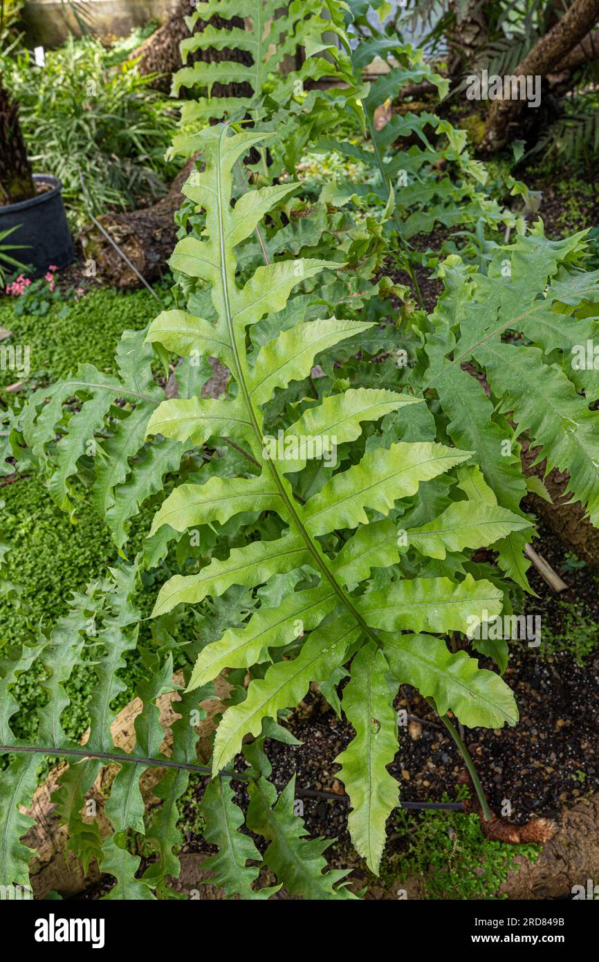 Phlebodium aureum - Cabbage Palm Fern Golden Polypody Gold Foot Fern ...