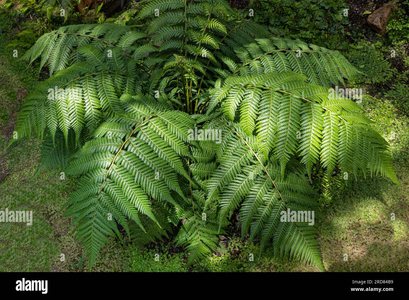 European chain fern in a shady underwood Stock Photo - Alamy