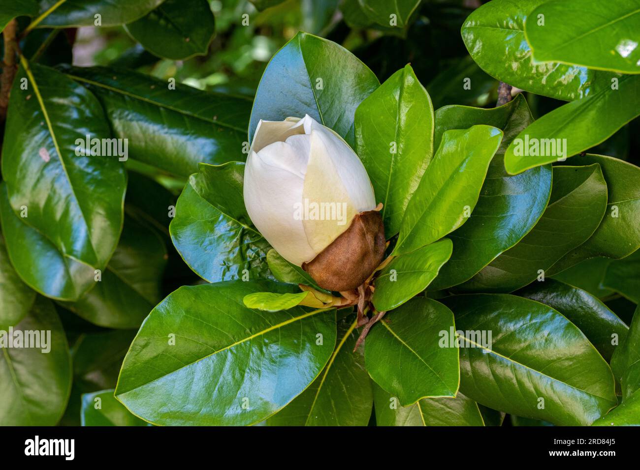 Magnolia grandiflora - Magnolias blossoms with green leafs Stock Photo ...