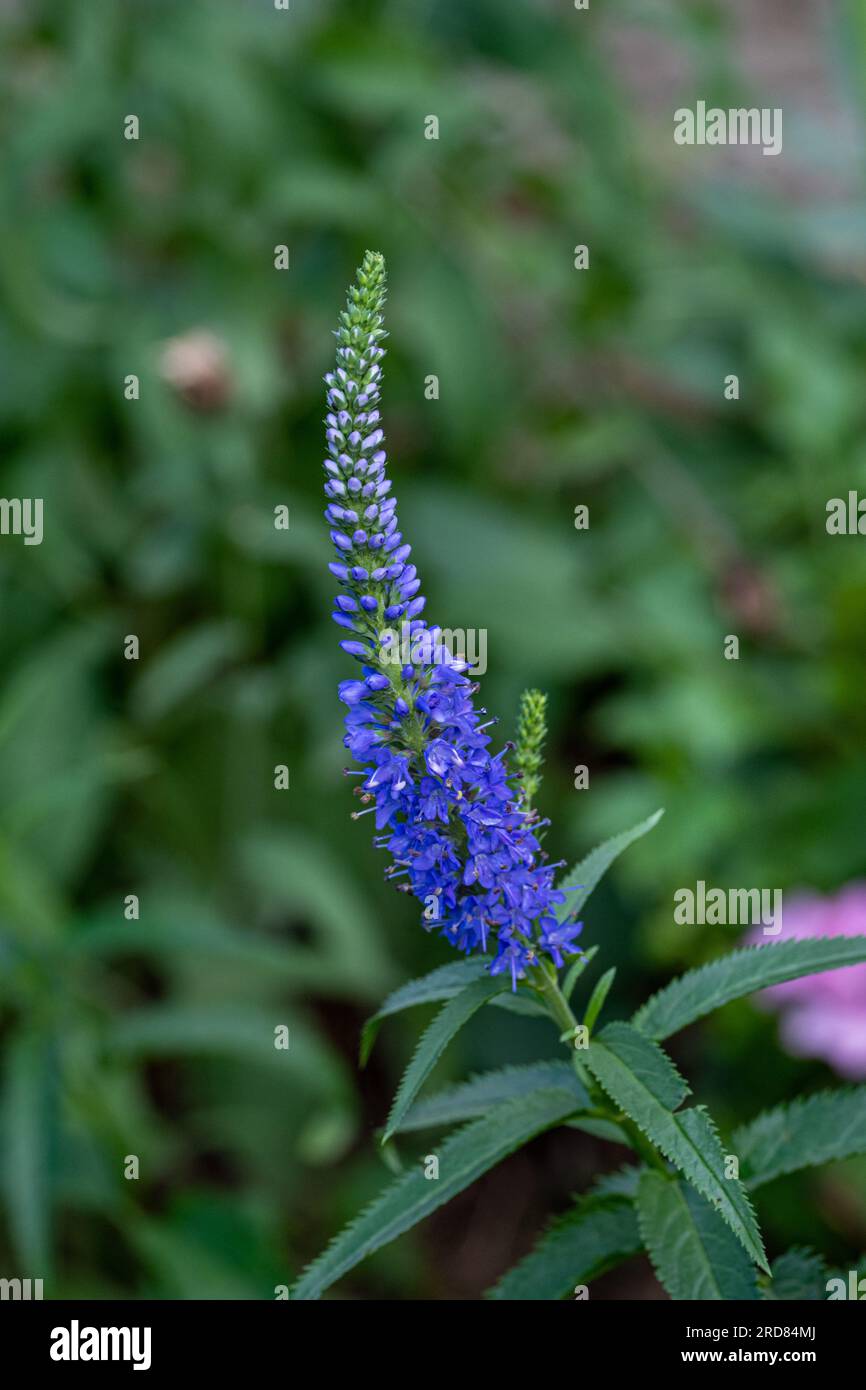 Spiked speedwell (Veronica spicata). This rare plant species thrives on ...