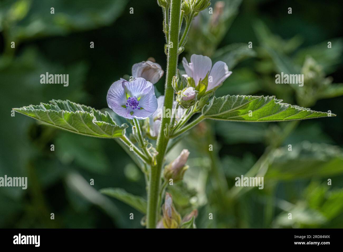 Marsh Mallow Althaea officinalis in flower. Botanical Garden, Frankfurt ... Marsh Mallow Althaea officinalis in flower. Botanical Garden, Frankfurt ...