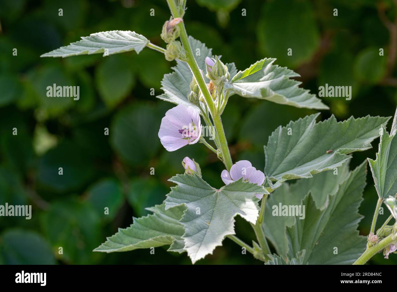 Marsh Mallow Althaea officinalis in flower. Botanical Garden, Frankfurt, Germany, Europe Stock ...