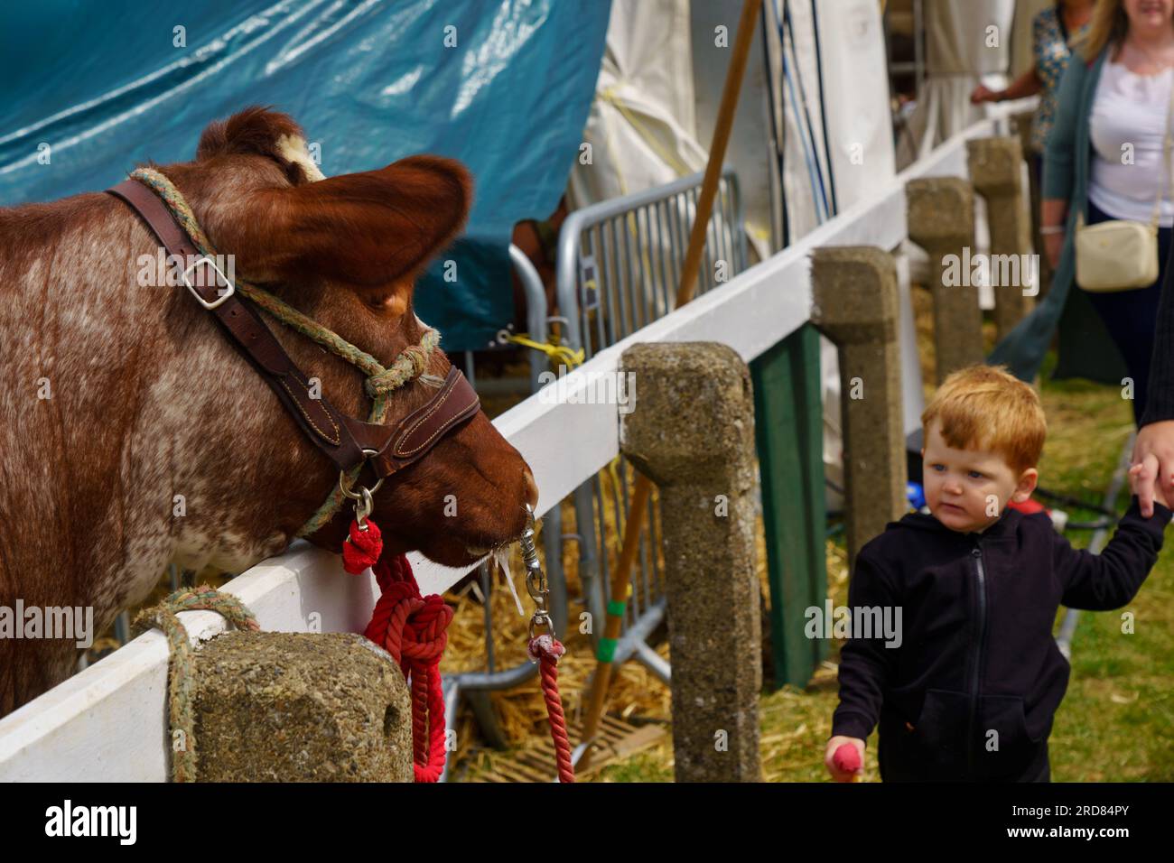 A curious young boy and majestic bull share an intense gaze at the ...