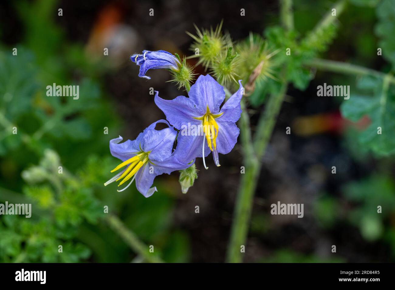 Solanum citrullifolium is a species of nightshade commonly known as the ...