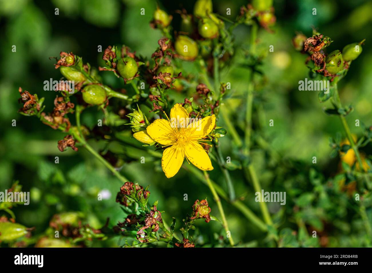 Grossblumiges johanniskraut hi-res stock photography and images - Alamy